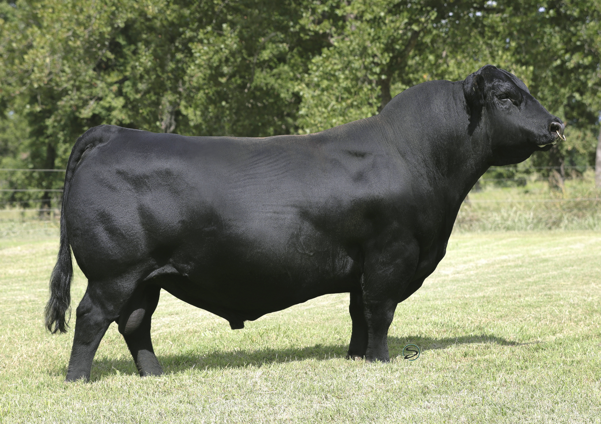Sires - Conley Angus